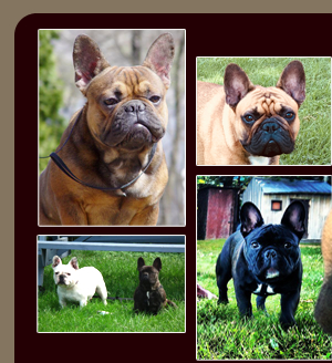 Madame Bulldogs - Featured Breeder - Canada's Guide to Dogs